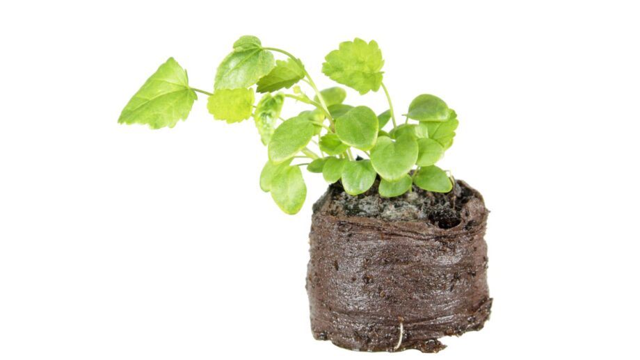 How to Plant, Grow, and Care for Marshmallow Plant