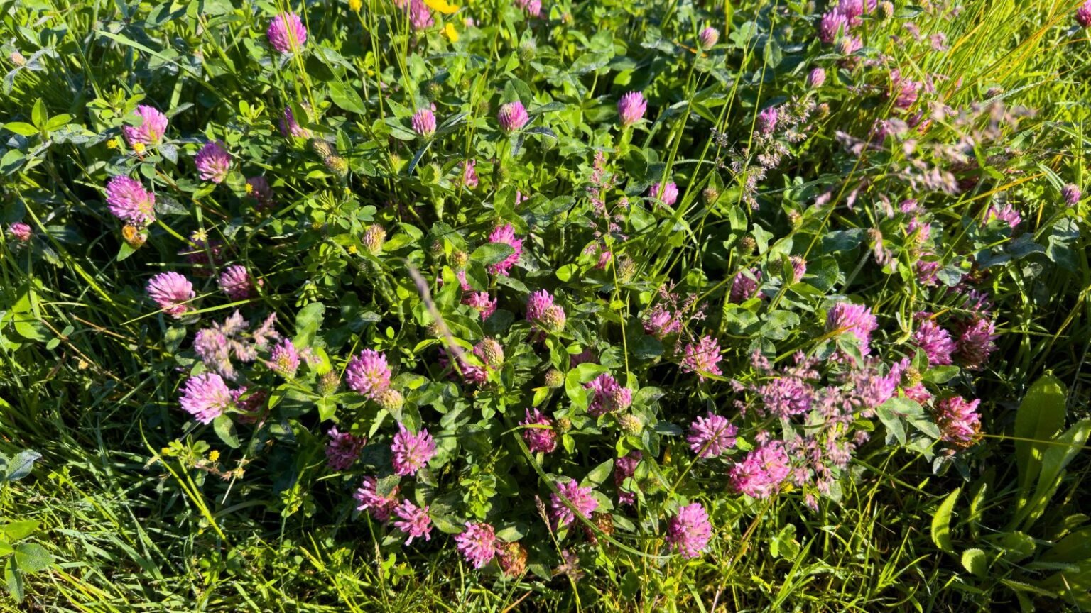 How to Plant, Grow, and Care for Red Clover