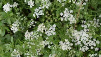 How to Plant, Grow, and Care for Caraway