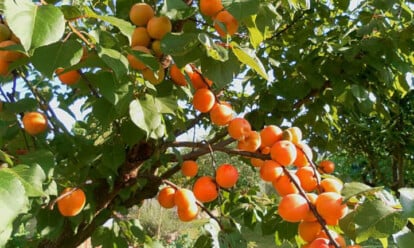 Apricot Tree Growing Tips For Sweet Success - Epic Gardening