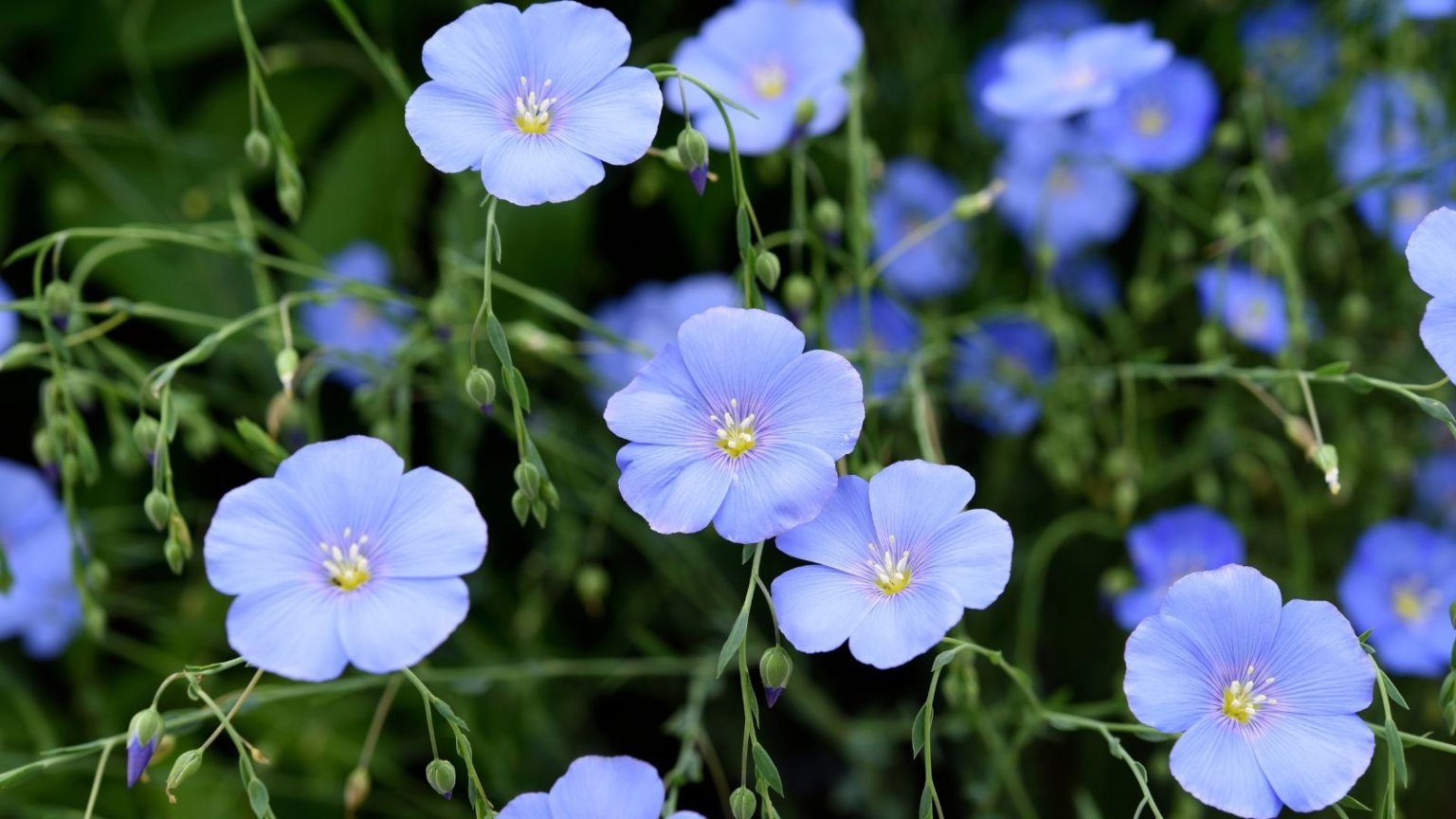 How to Plant, Grow, and Care for Flax