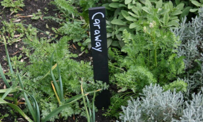 Caraway Plant: Seedy Spice And Tasty Roots - Epic Gardening