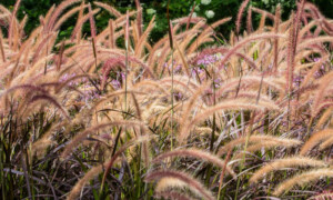 Foxtail Weed Control: Preventing Foxtail Grass - Epic Gardening