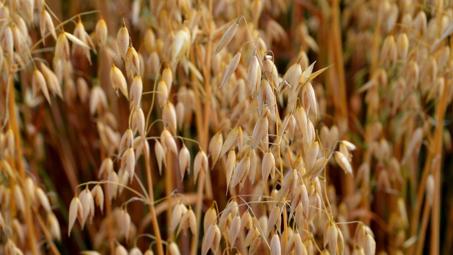 How to Plant, Grow, and Care for Oats