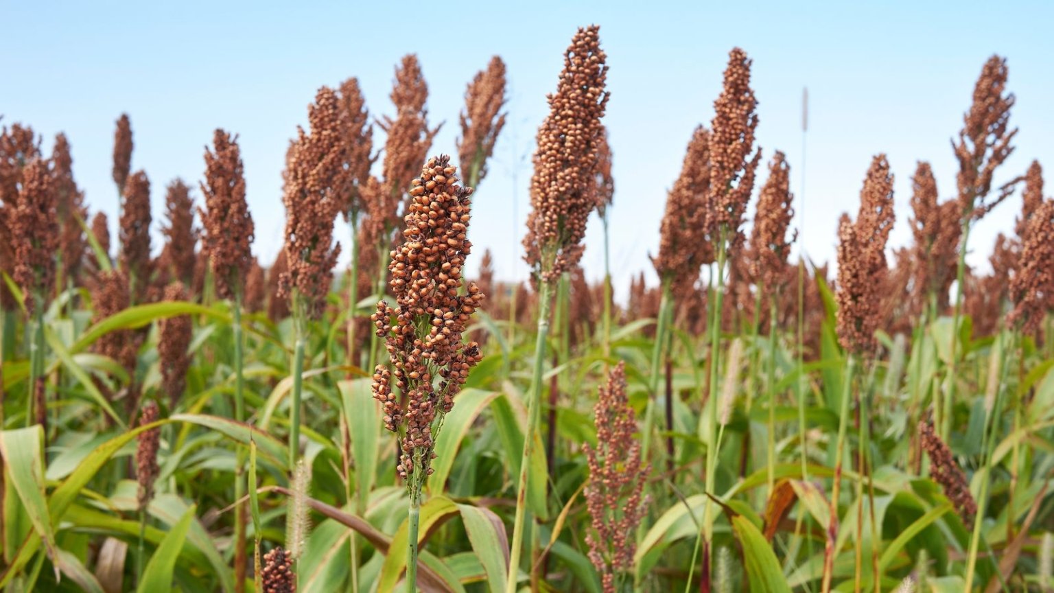 How to Plant, Grow, and Care for Sorghum