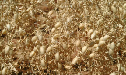 How To Grow Chickpeas For Homemade Hummus - Epic Gardening