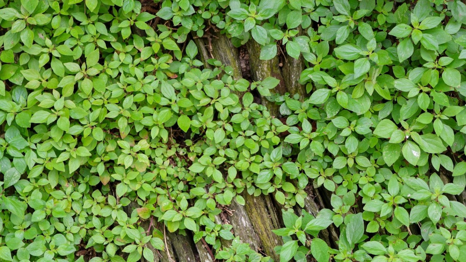 25 Evergreen Ground Cover Plants You'll Love