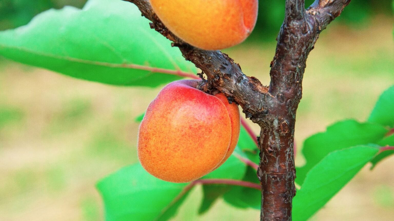 How to Plant, Grow, and Care for an Apricot Tree