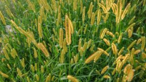 How to Identify and Control Foxtail Weed
