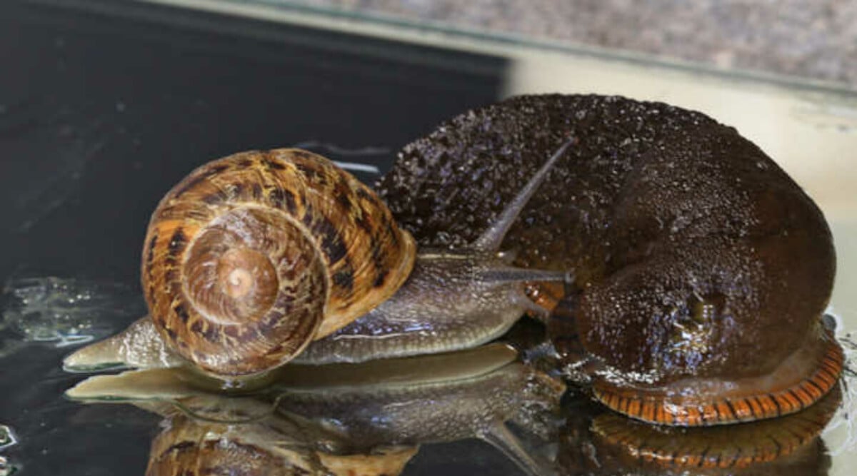 Snail Vs Slug: What's The Difference? - Epic Gardening