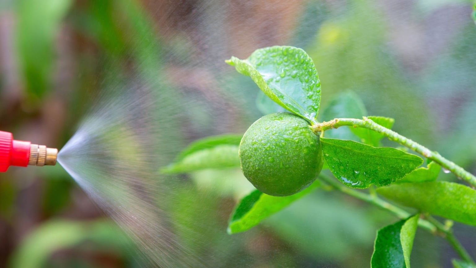 How to Control and Prevent Citrus Canker