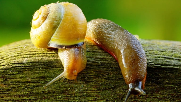 Snails and Slugs: What's The Difference?
