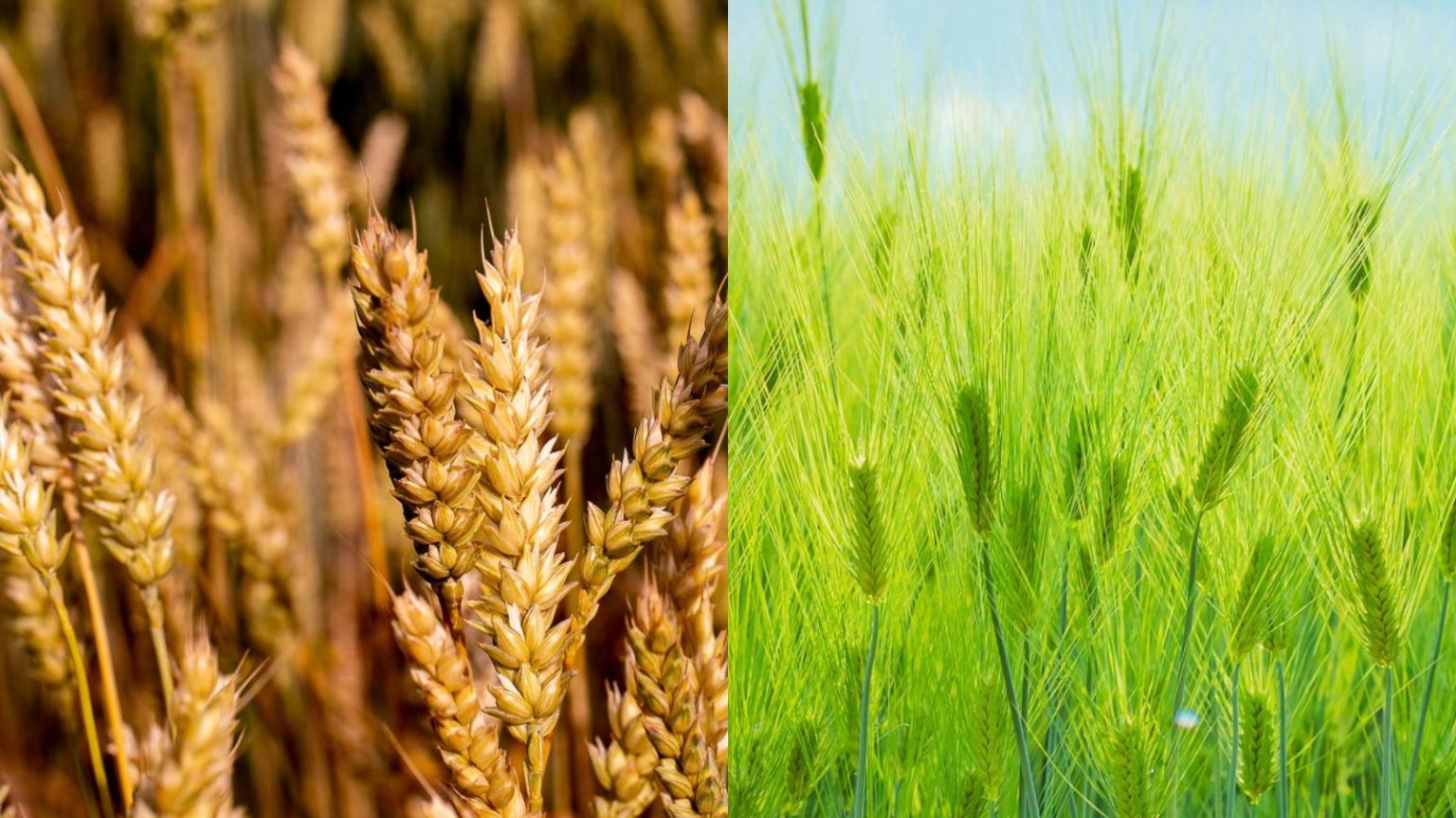 Wheat Vs Barley: What's The Difference?