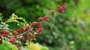 How to Plant, Grow, and Care for Sichuan Peppers