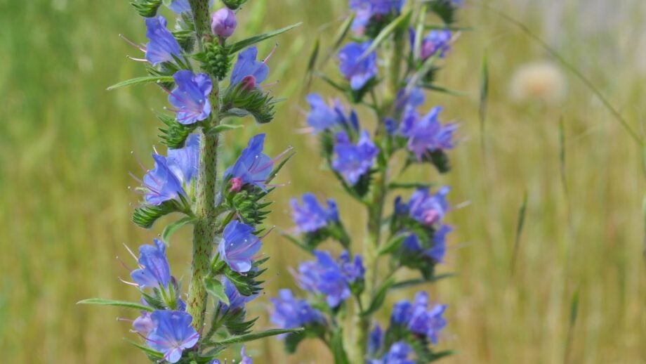 How to Plant, Grow, and Care for Hyssop