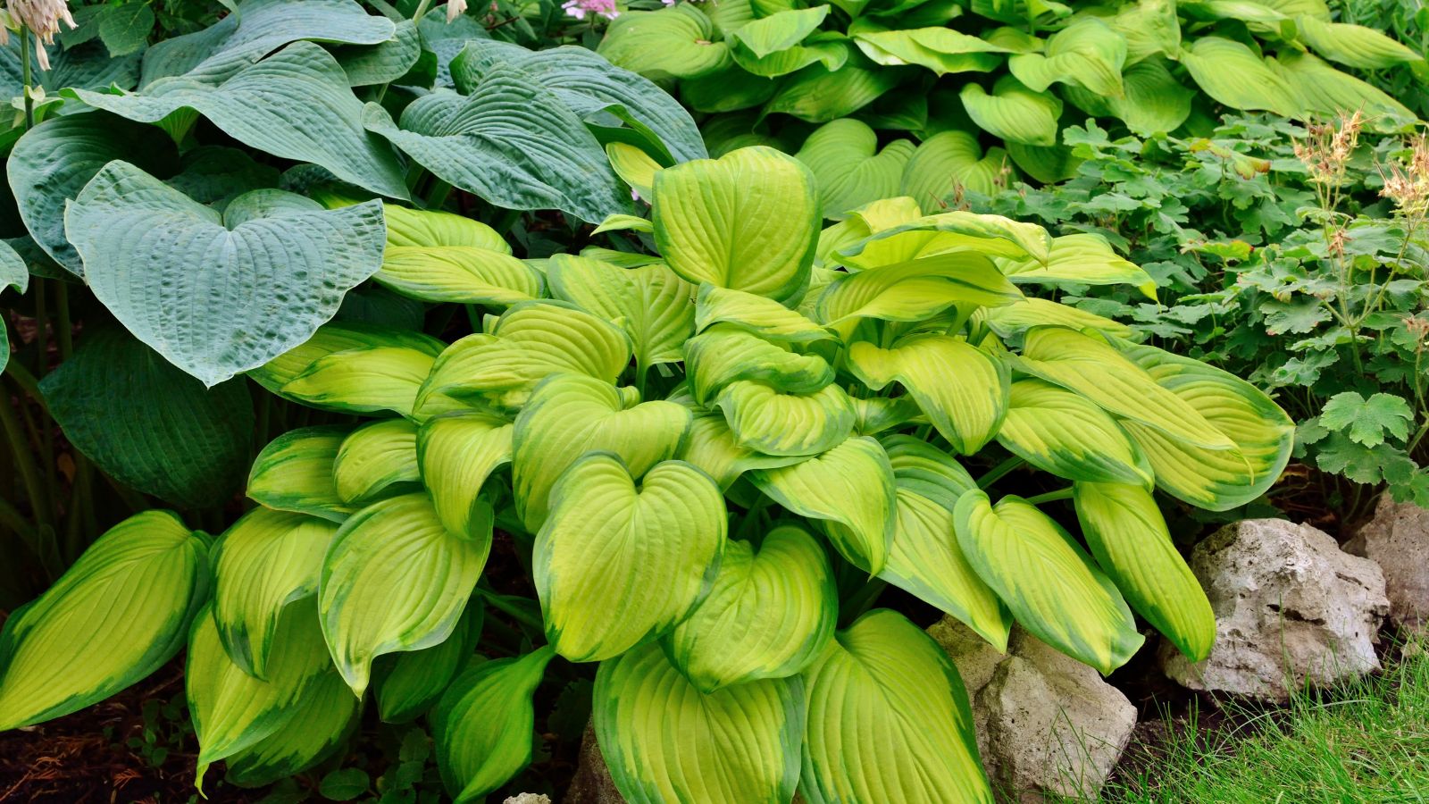 31 Beautiful Hosta Varieties for Any Garden Space