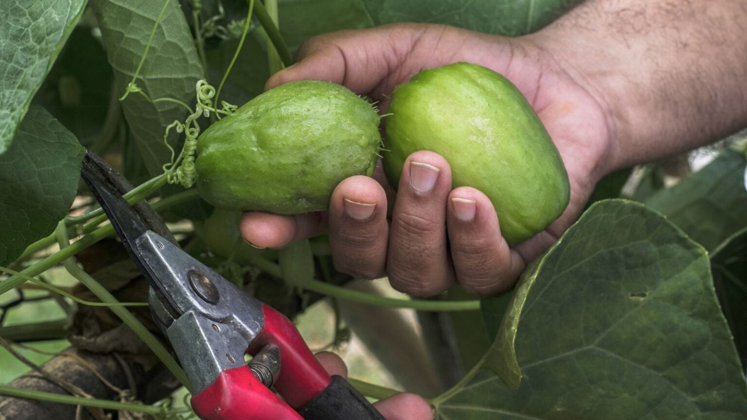 How to Plant, Grow and Care for Chayote
