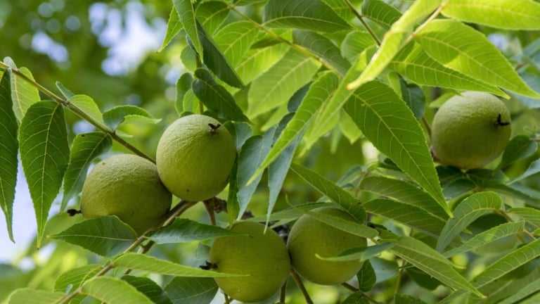 How to Plant, Grow, and Care for Black Walnut Tree