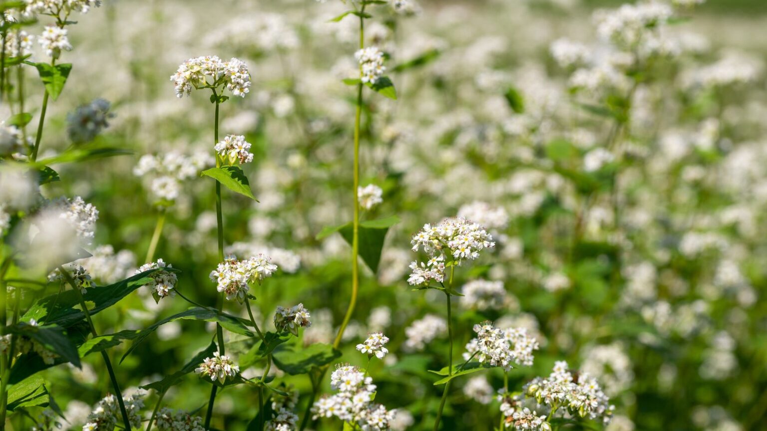 How to Plant, Grow, and Care for Buckwheat