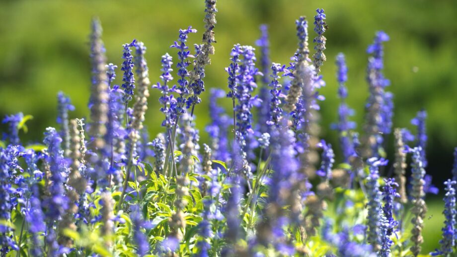 How to Plant, Grow, and Care for Hyssop
