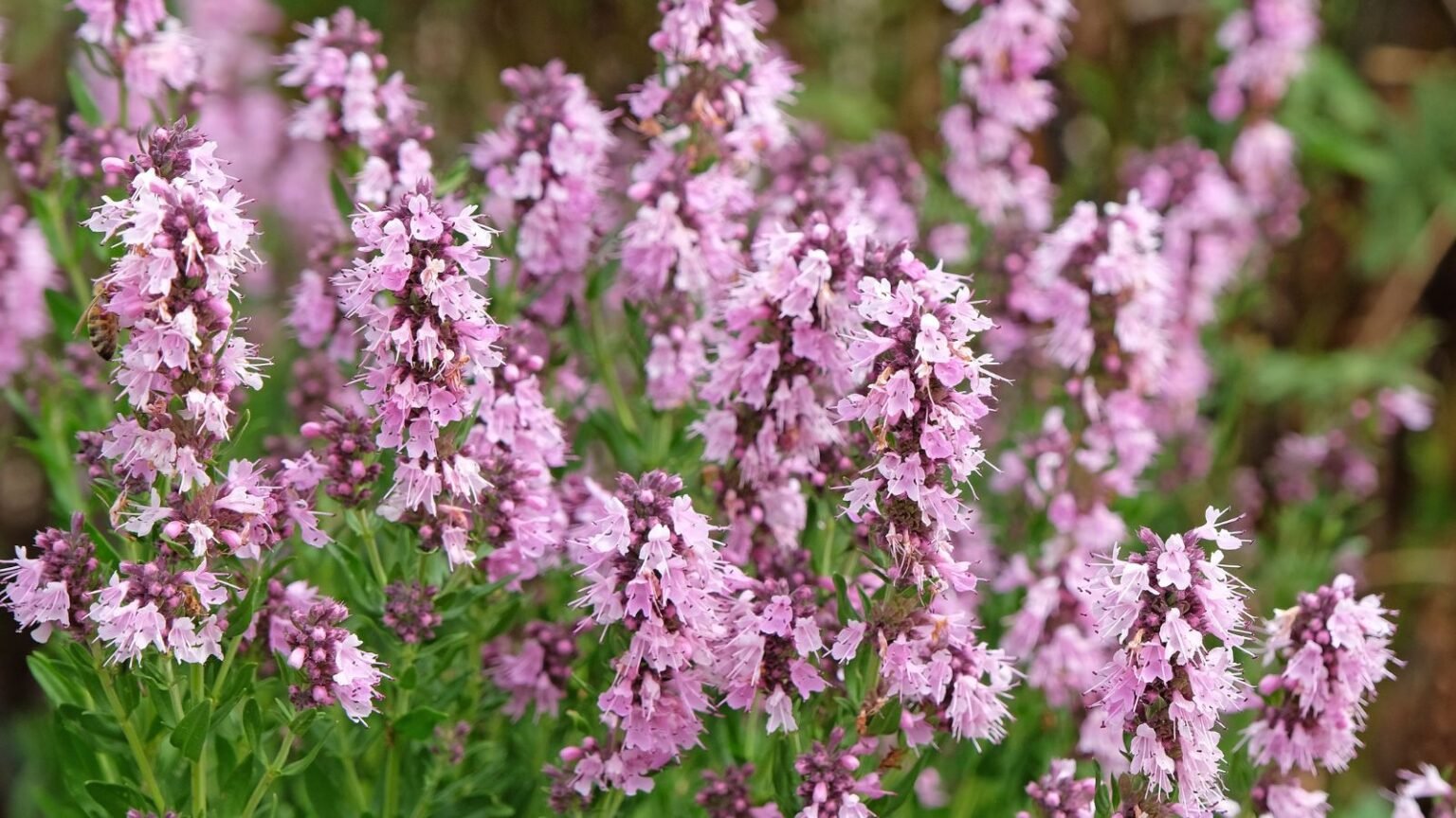 How to Plant, Grow, and Care for Hyssop