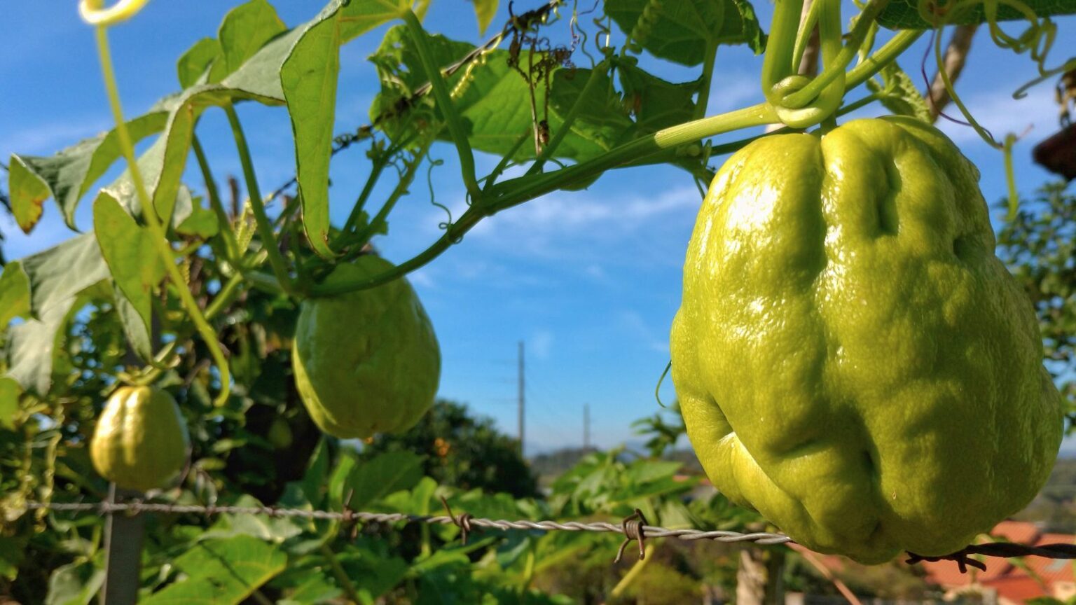 How to Plant, Grow and Care for Chayote