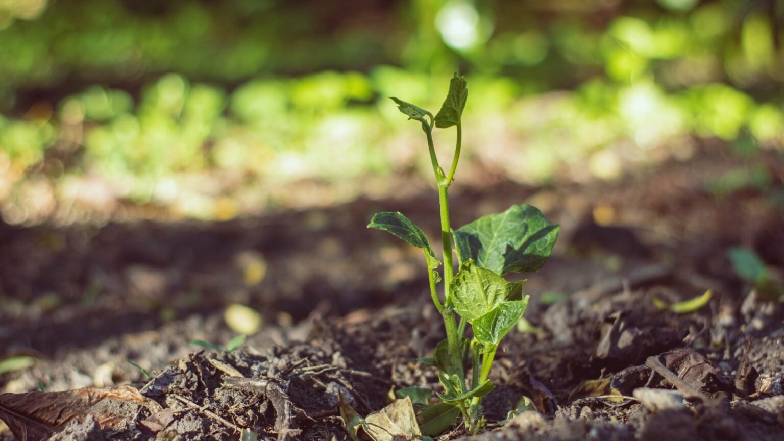 How to Plant, Grow and Care for Chayote