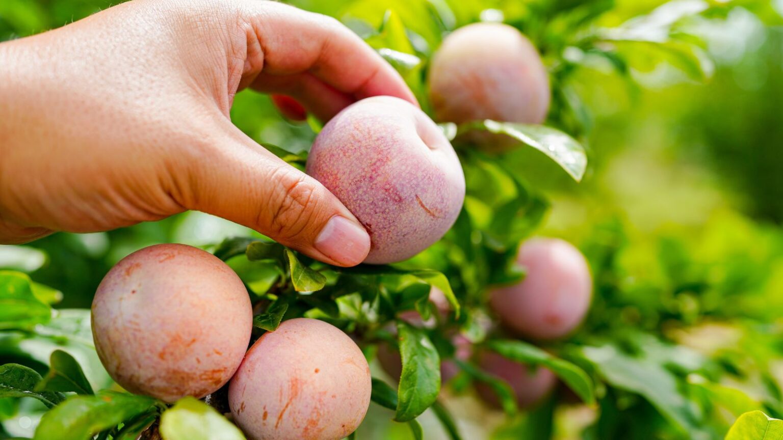 How to Plant, Grow, and Care for Pluot Tree