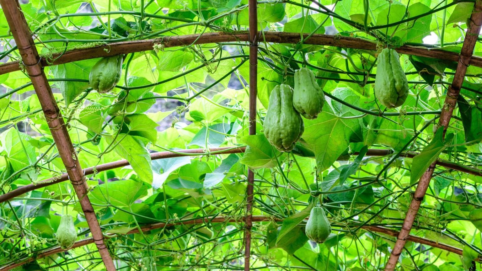 How to Plant, Grow and Care for Chayote
