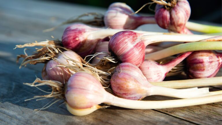 7 Garlic Growing Stages from Planting to Harvest