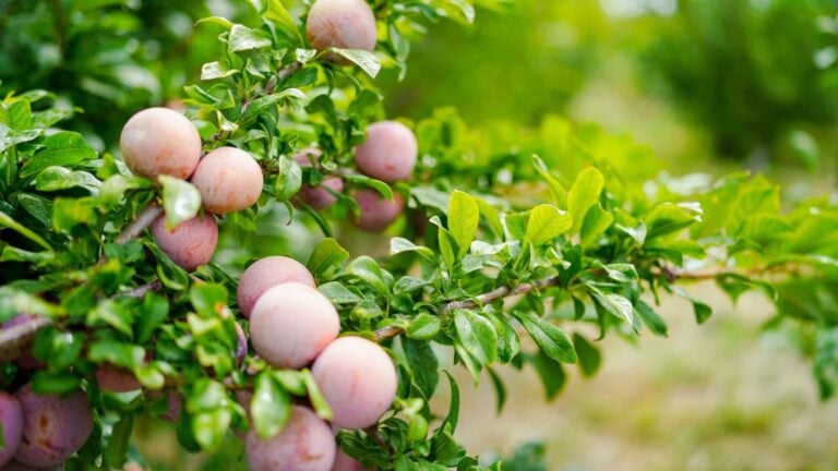 How to Plant, Grow, and Care for Pluot Tree