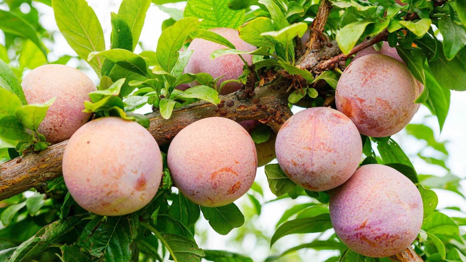 How to Plant, Grow, and Care for Pluot Tree