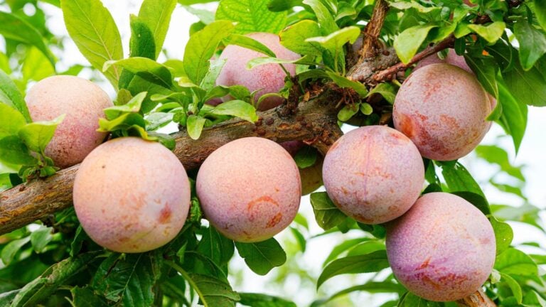 How to Plant, Grow, and Care for Pluot Tree