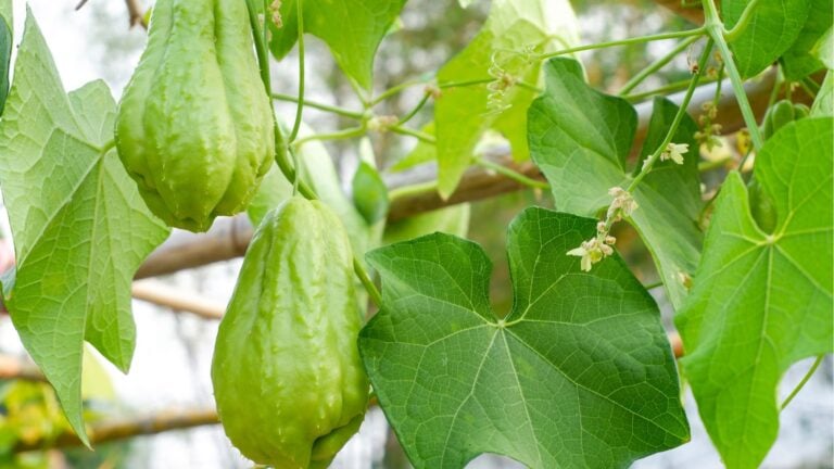 How to Plant, Grow and Care for Chayote