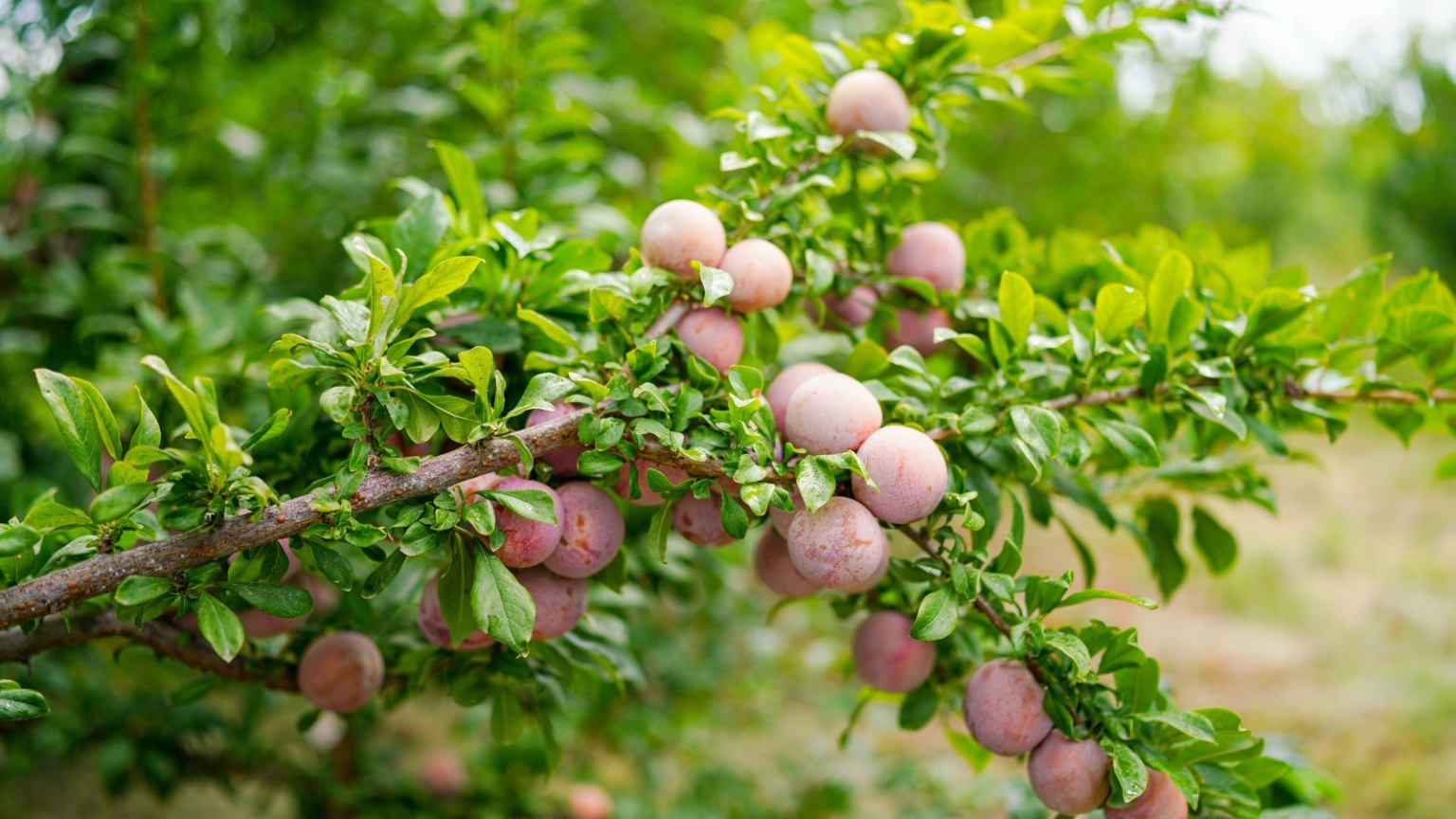 How to Plant, Grow, and Care for Pluot Tree