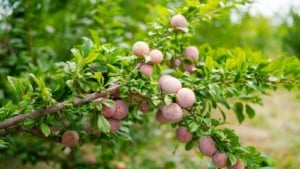 How to Plant, Grow, and Care for Pluot Tree