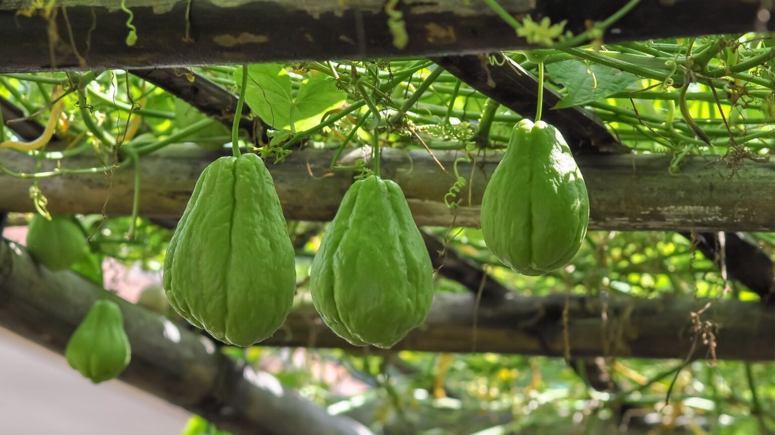 How to Plant, Grow and Care for Chayote
