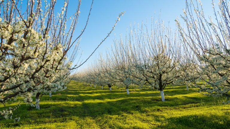 How to Plant, Grow, and Care for Pluot Tree