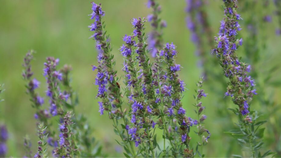 How to Plant, Grow, and Care for Hyssop