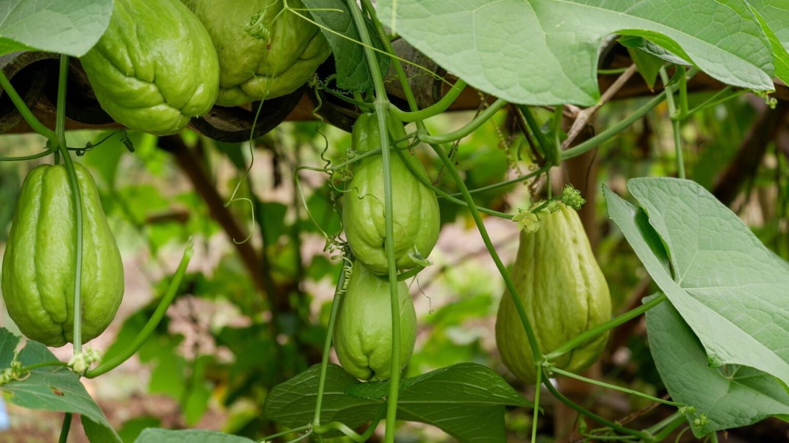 How to Plant, Grow and Care for Chayote