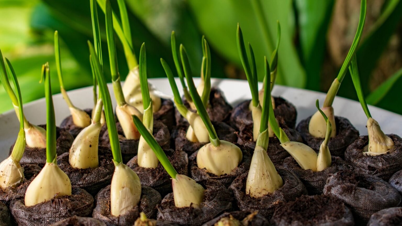 7 Garlic Growing Stages from Planting to Harvest