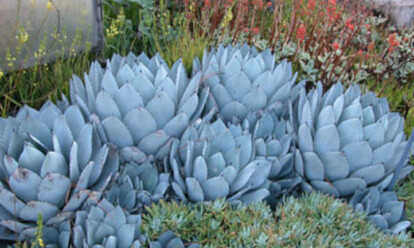 Succulent Ground Cover: Unconventional Options - Epic Gardening