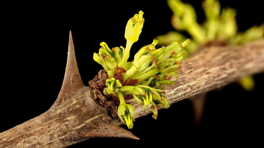 How to Plant, Grow, and Care for Sichuan Peppers