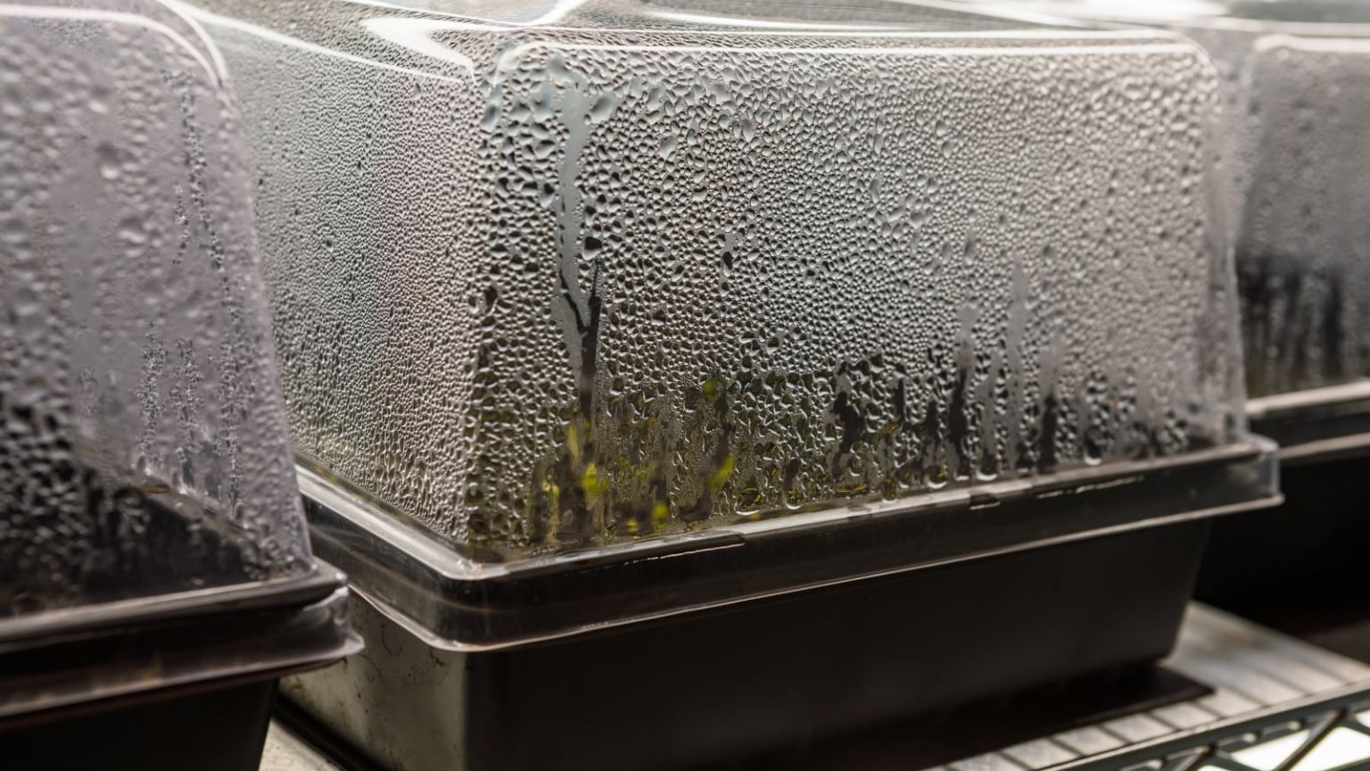 How to Grow Gerbera Daisies From Seed: 15 Pro Tips