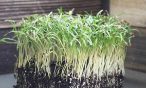 How To Grow Fennel Microgreens Fast And Easy - Epic Gardening