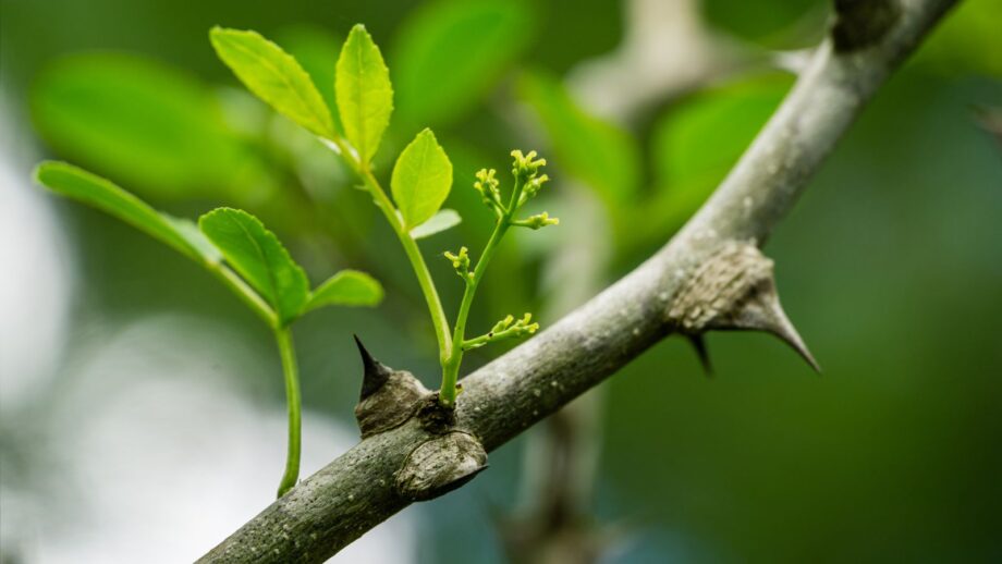 How to Plant, Grow, and Care for Sichuan Peppers