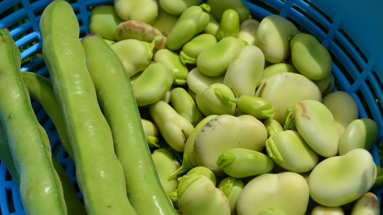 How To Plant, Grow, and Care for Lima Beans