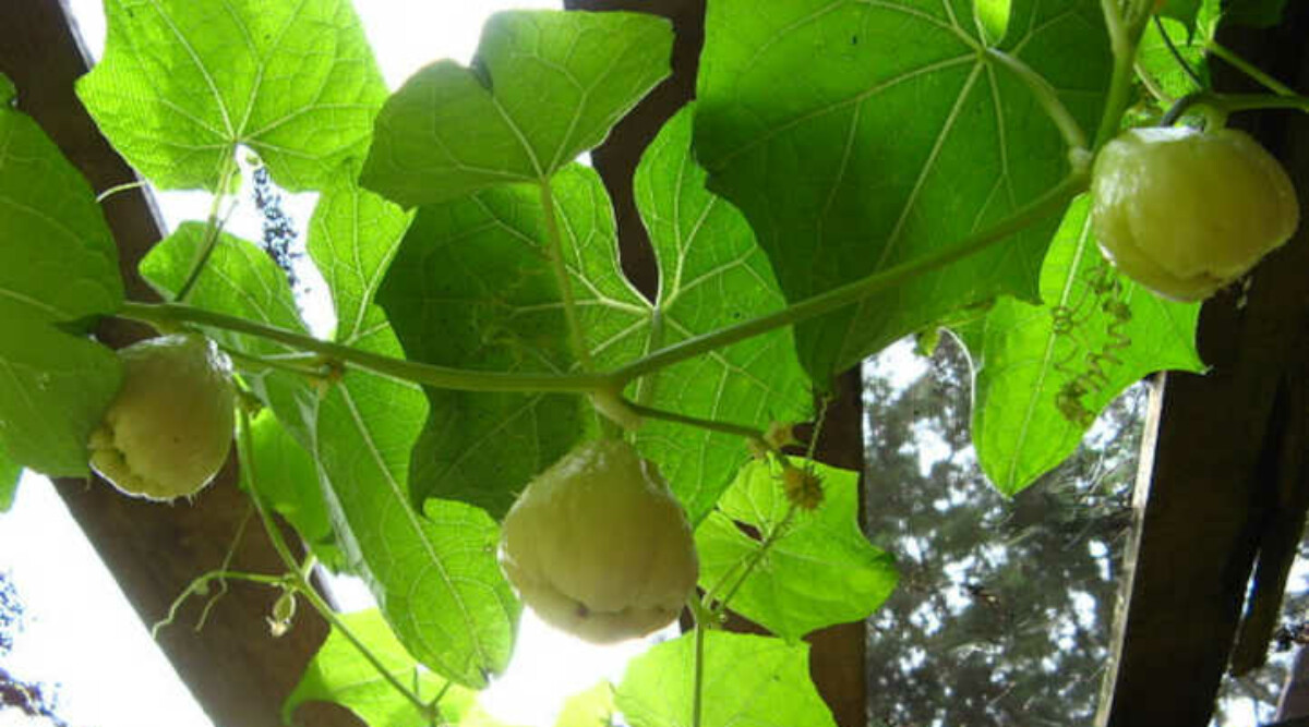 How to Plant, Grow and Care for Chayote