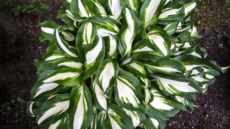31 Beautiful Hosta Varieties for Any Garden Space