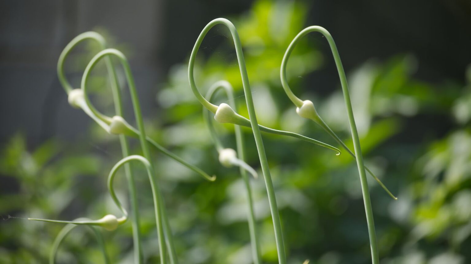 7 Garlic Growing Stages from Planting to Harvest